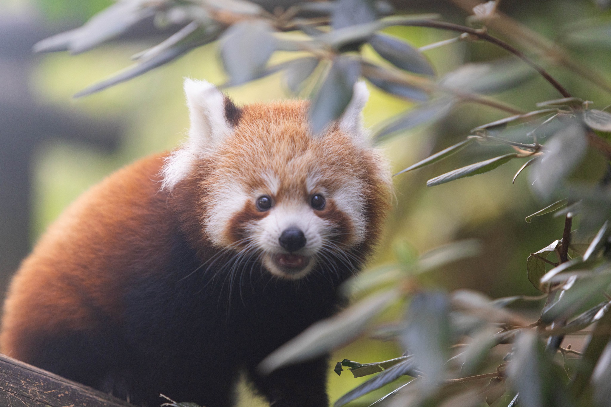 Zoo Knoxville red panda cub named after ETSU professor - SuperTalk 92.9