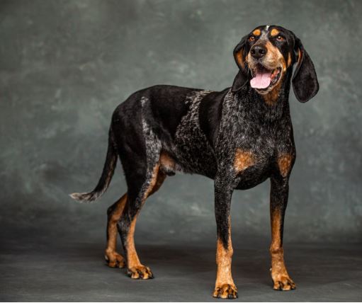UT Vet Medicine department accepting well wishes online for Smokey X ...
