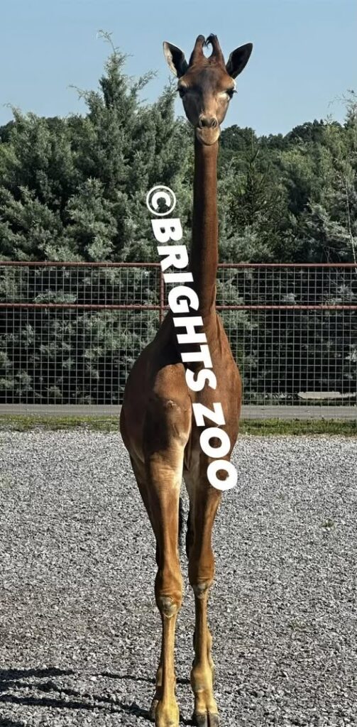 Brights Zoo announces passing of spotless giraffe, "Kipekee ...