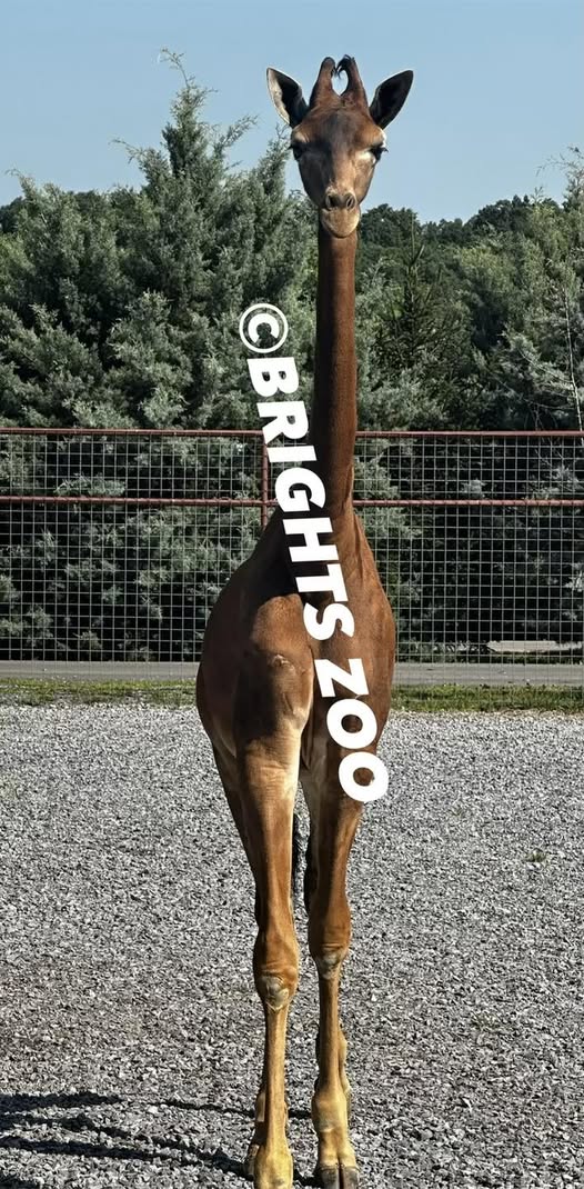 Brights Zoo announces passing of spotless giraffe, "Kipekee ...