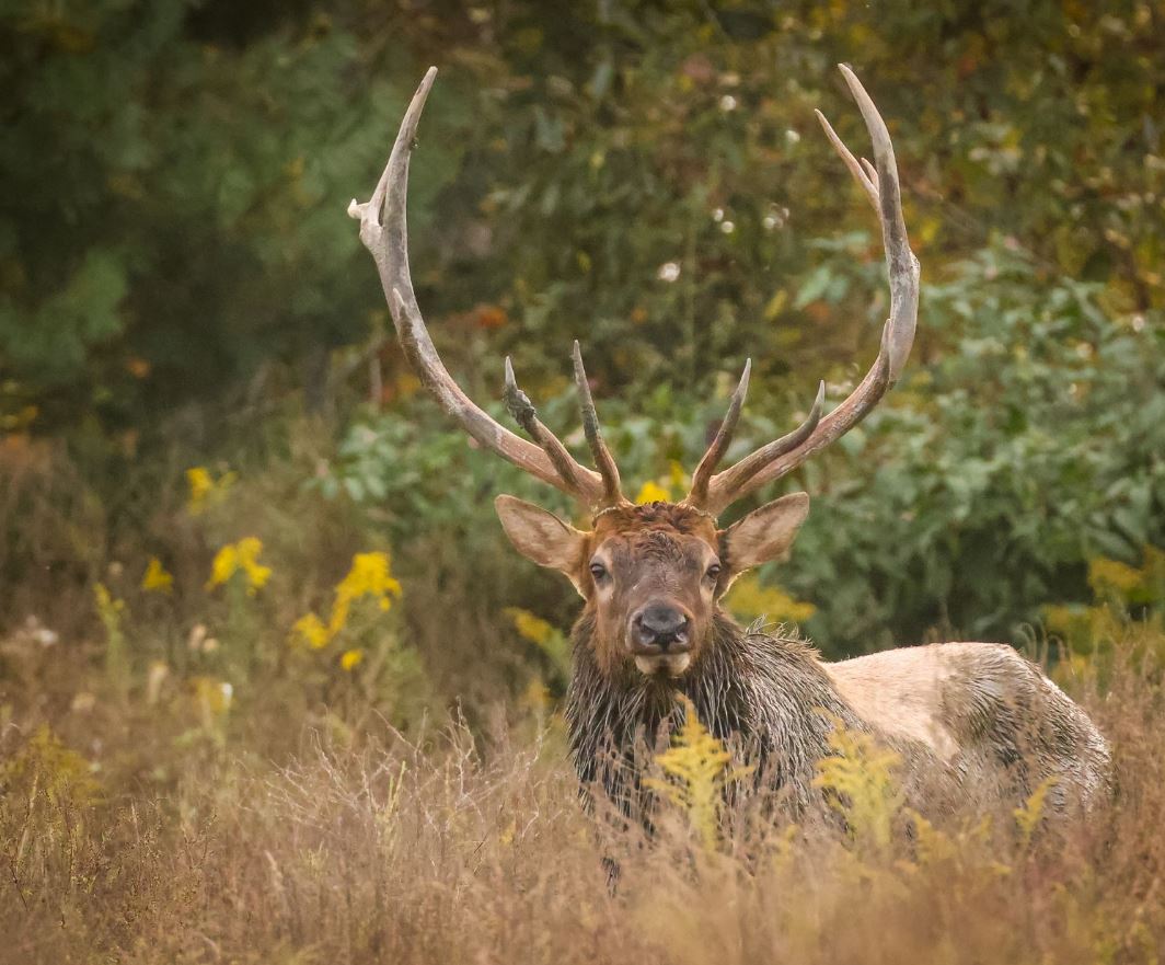 Hunters bag 4,500 pounds of elk in annual Southwest Virginia lottery ...